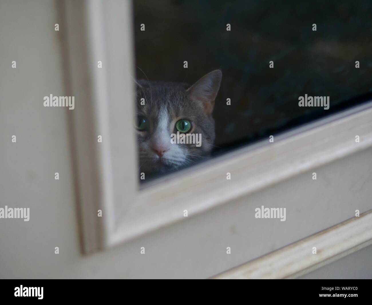 Curious kitty hi-res stock photography and images - Alamy