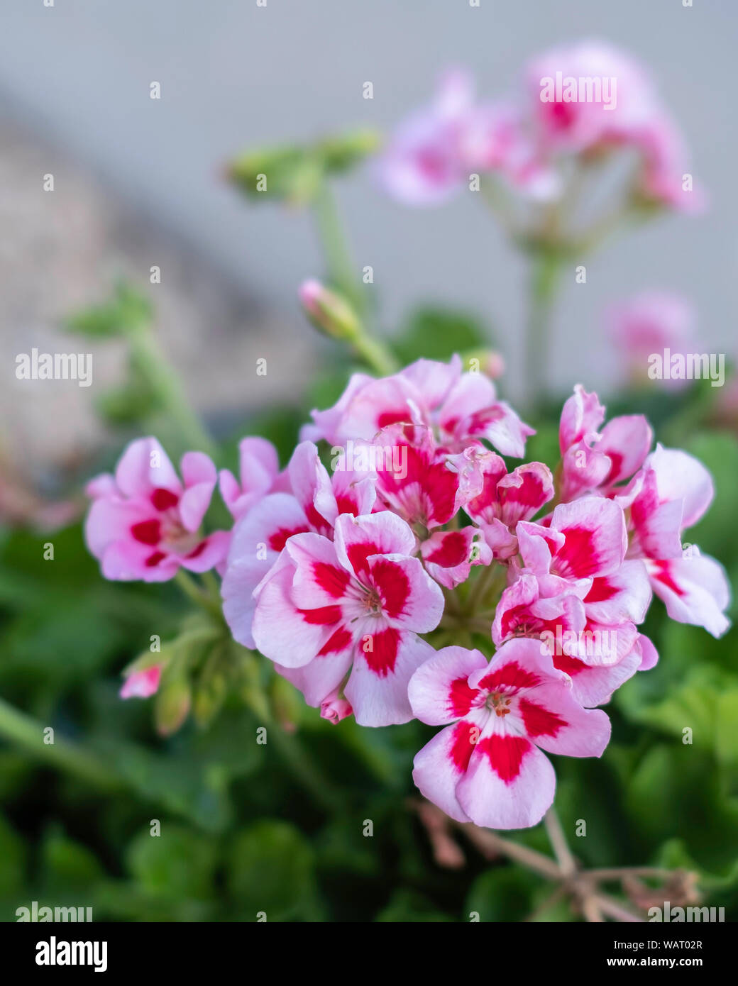 Pink bicolor geraniums hi-res stock photography and images - Alamy
