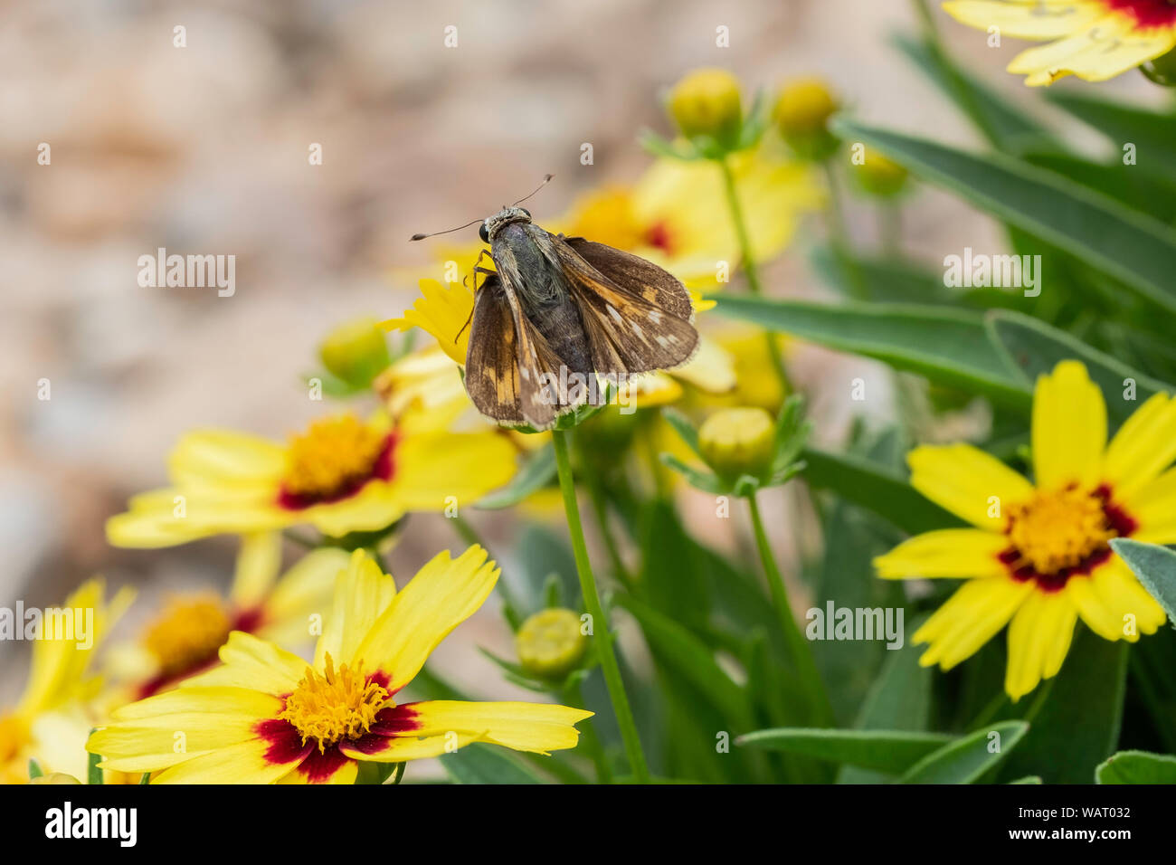 Tawny-edged skipper butterfly, Polites themestocles, feeding on ...