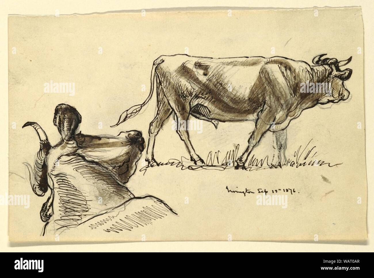 Drawing, Sketches. Cattle, Irvington, September 1876 Stock Photo - Alamy