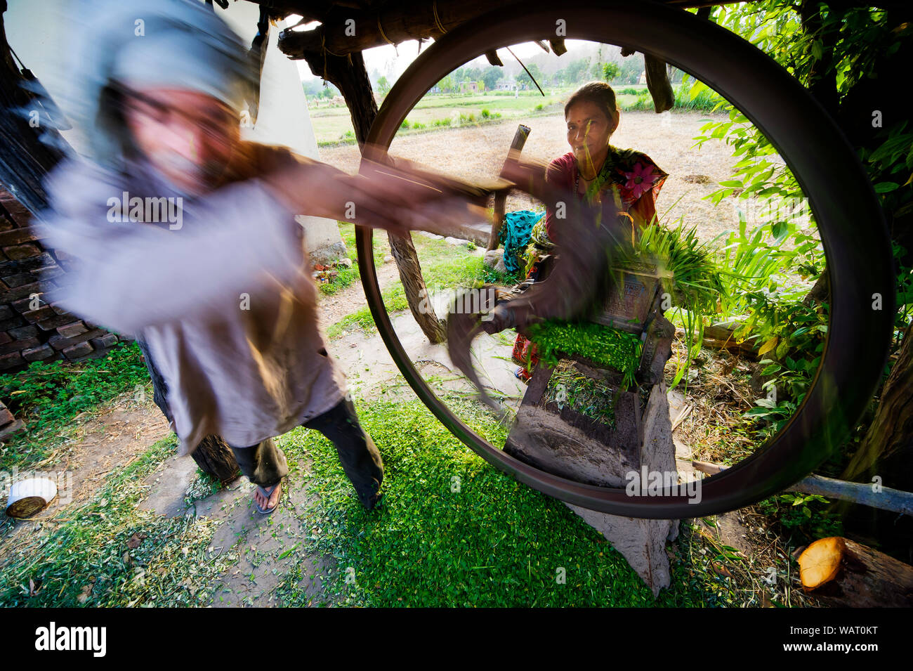 Indian man cutting fodder for cattle at Chotty Haldwani, Kaladhungi ...