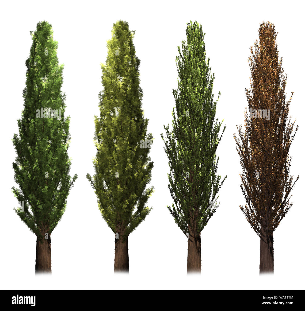 Green Forrest tree background. 3D Illustration. White background ...