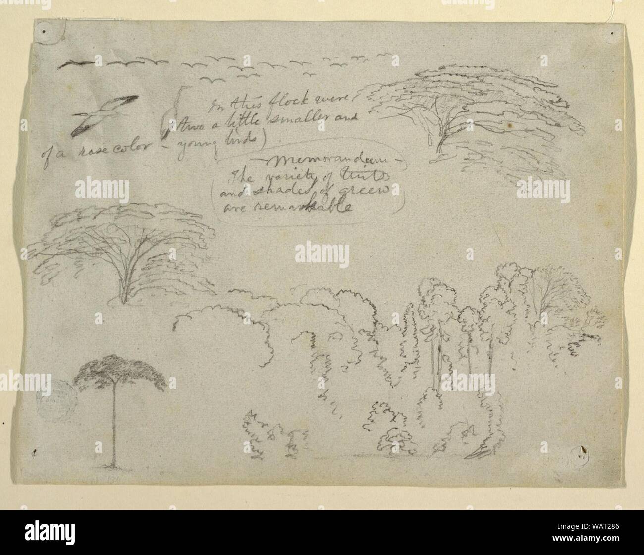 Drawing, Studies of Birds and Trees seen from the Rio Magdalena ...
