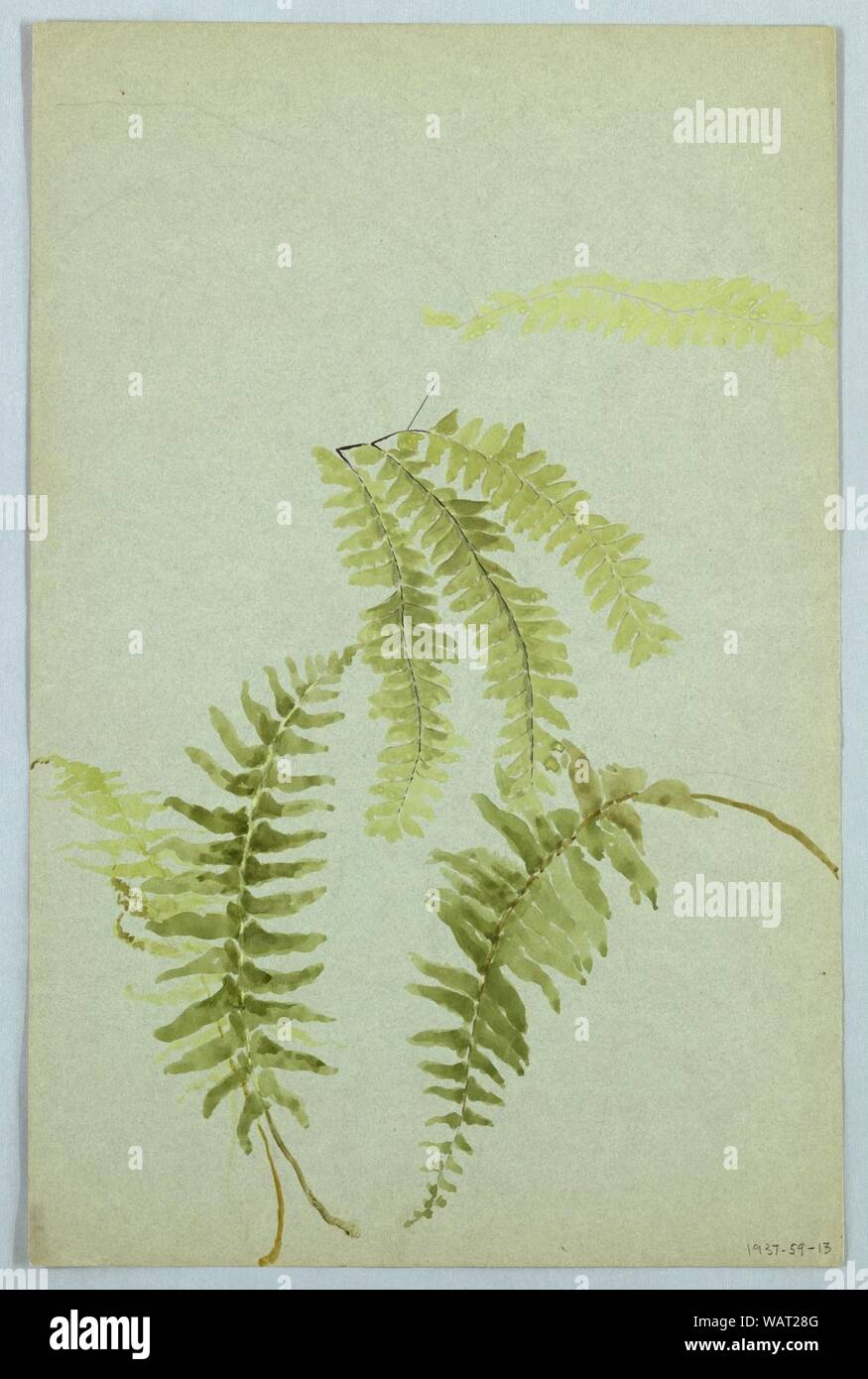 Drawing, Studies of Ferns, early 20th century Stock Photo - Alamy
