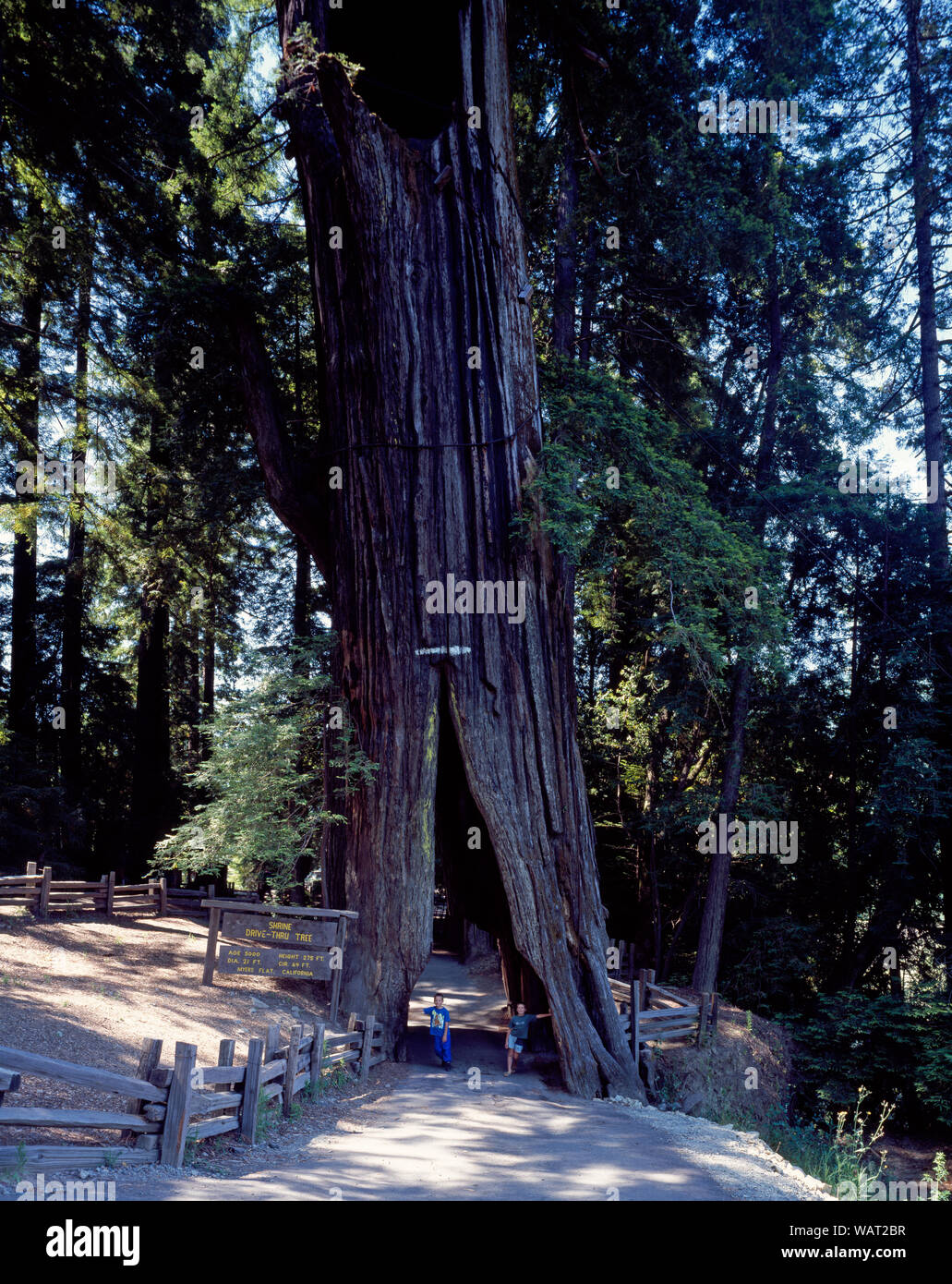 Drive Through Sequoia High Resolution Stock Photography and Images - Alamy