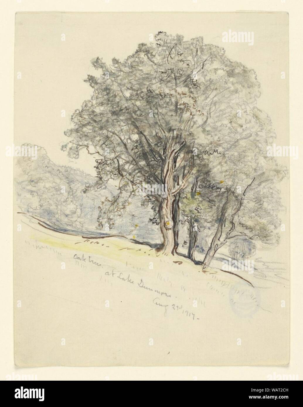 Drawing, Studies. Oak Trees at Lake Dunmore, Vermont., August 23, 1917 ...