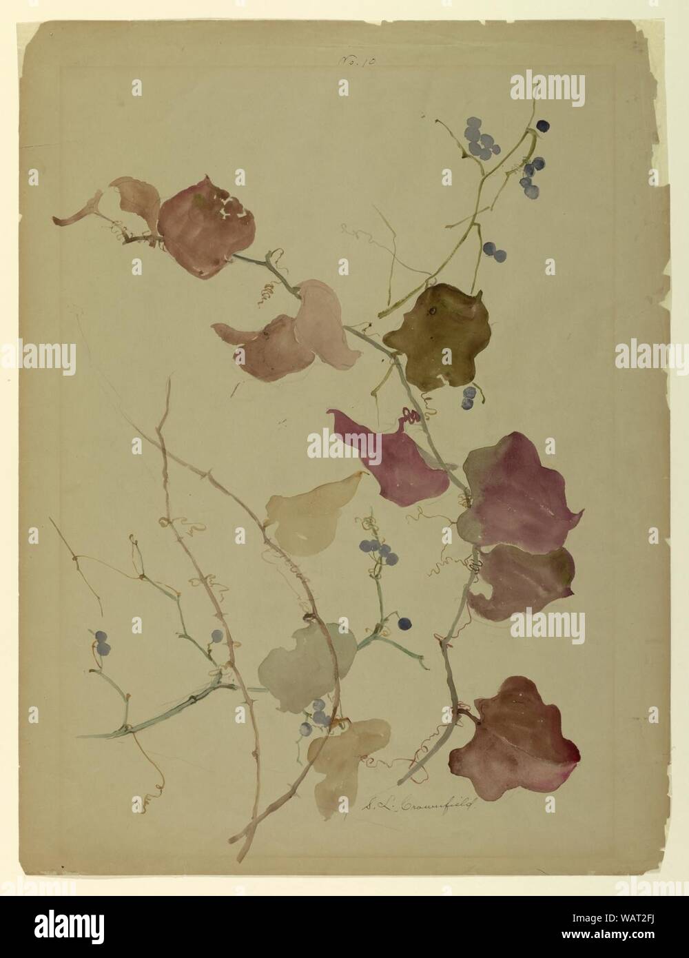 Clematis drawing hi-res stock photography and images - Alamy