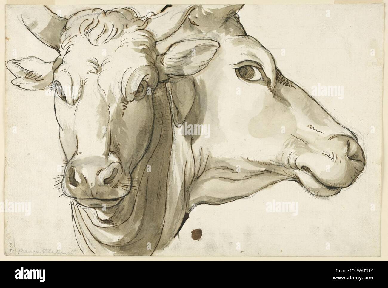 Drawing, Study of a Cow, ca. 1815 Stock Photo - Alamy