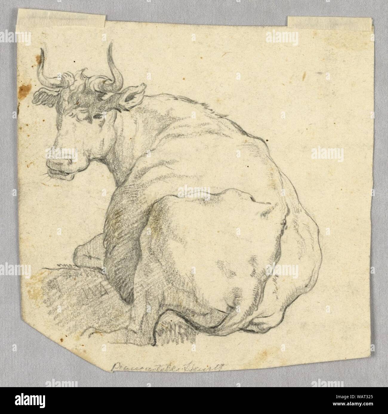 Drawing, Study of a Cow, 18th century Stock Photo - Alamy