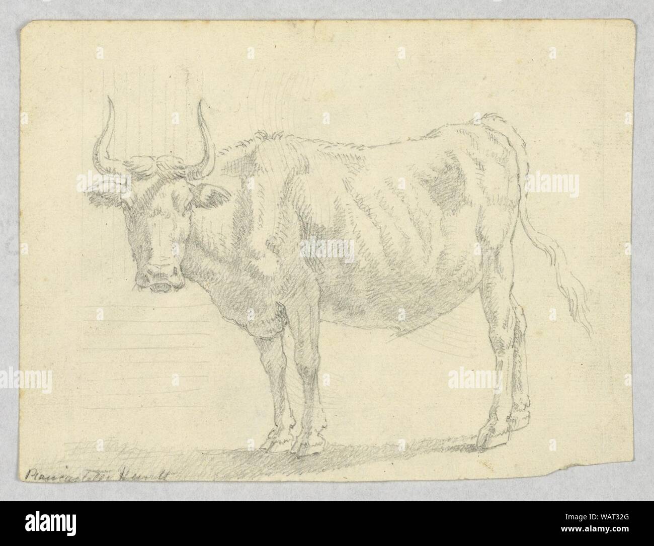 Drawing, Study of a Cow, 1750–1800 Stock Photo - Alamy