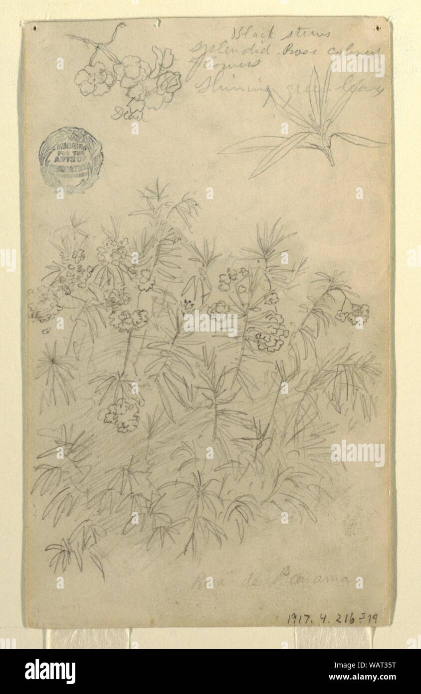 Oleander drawing hi-res stock photography and images - Alamy