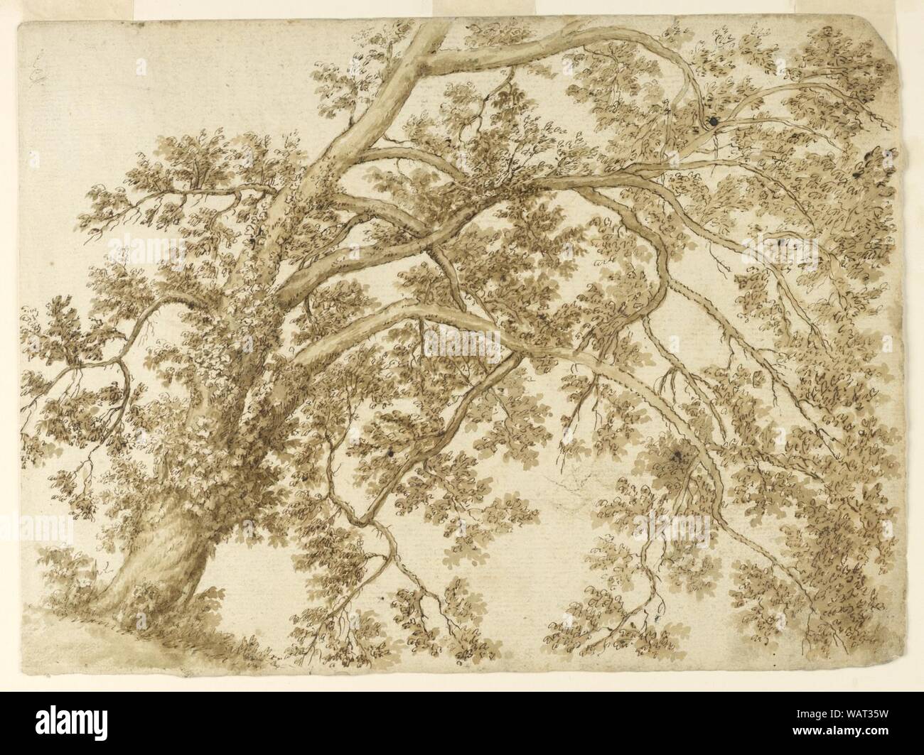 Drawing, Study of a Tree, 18th century Stock Photo - Alamy