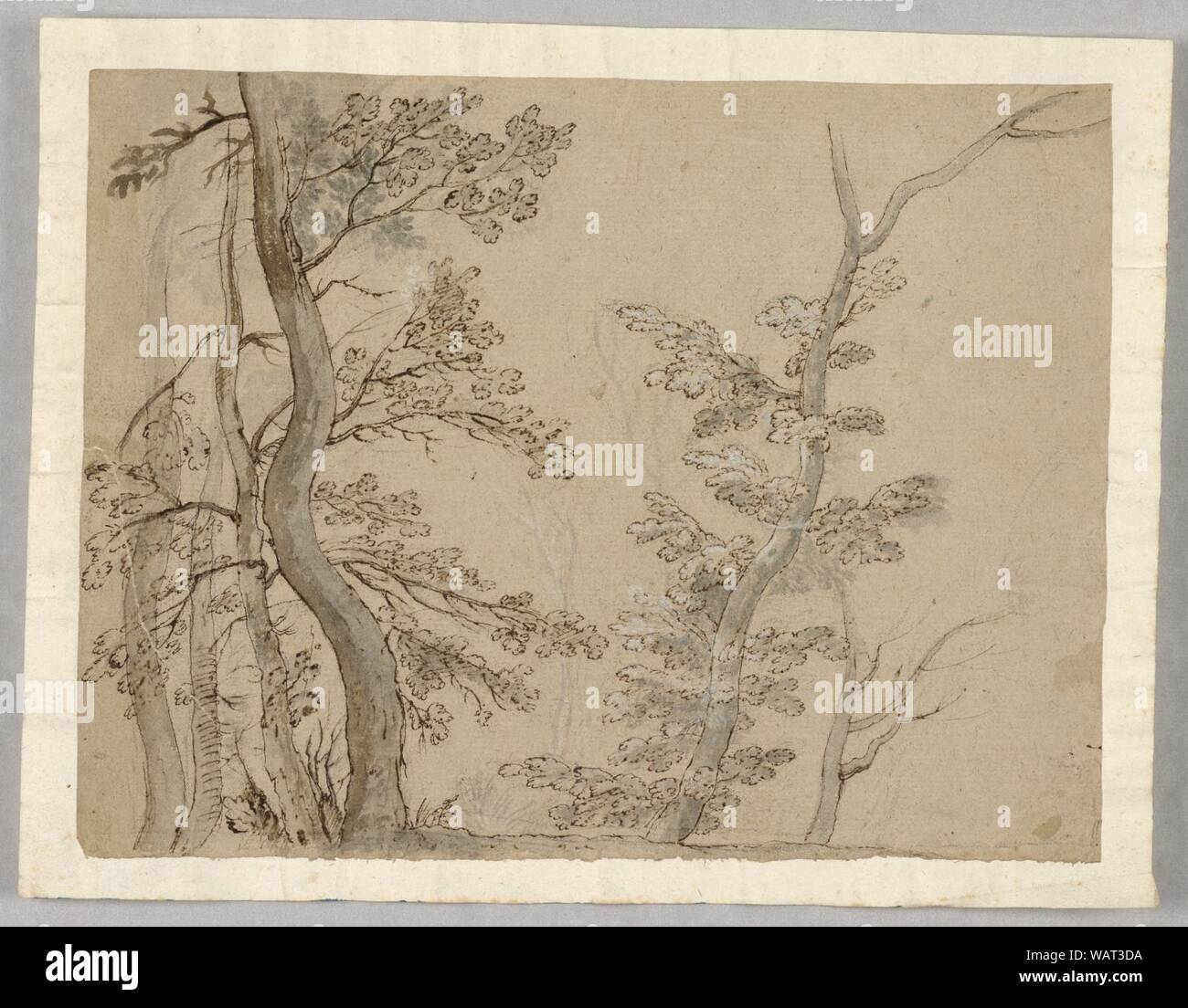 Drawing, Study of Trees, 17th–19th century Stock Photo - Alamy