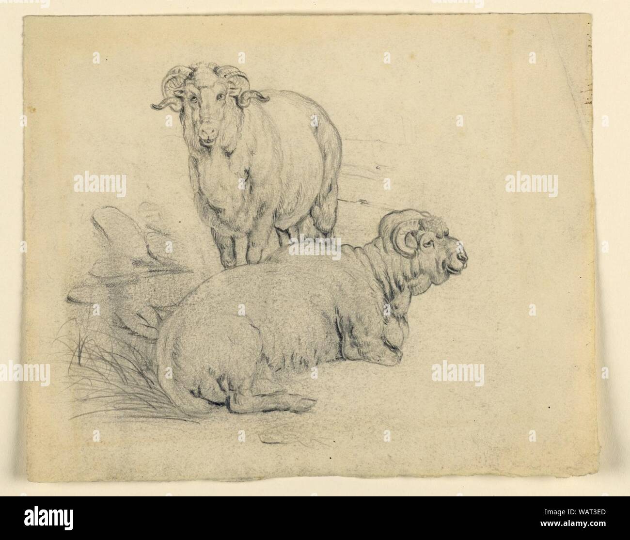 Two rams hi-res stock photography and images - Alamy