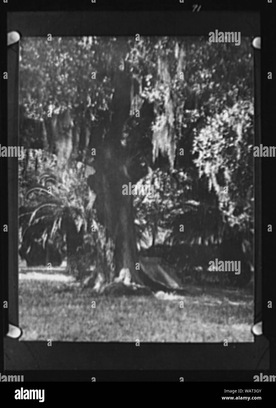 Duelling oak, New Orleans Stock Photo - Alamy