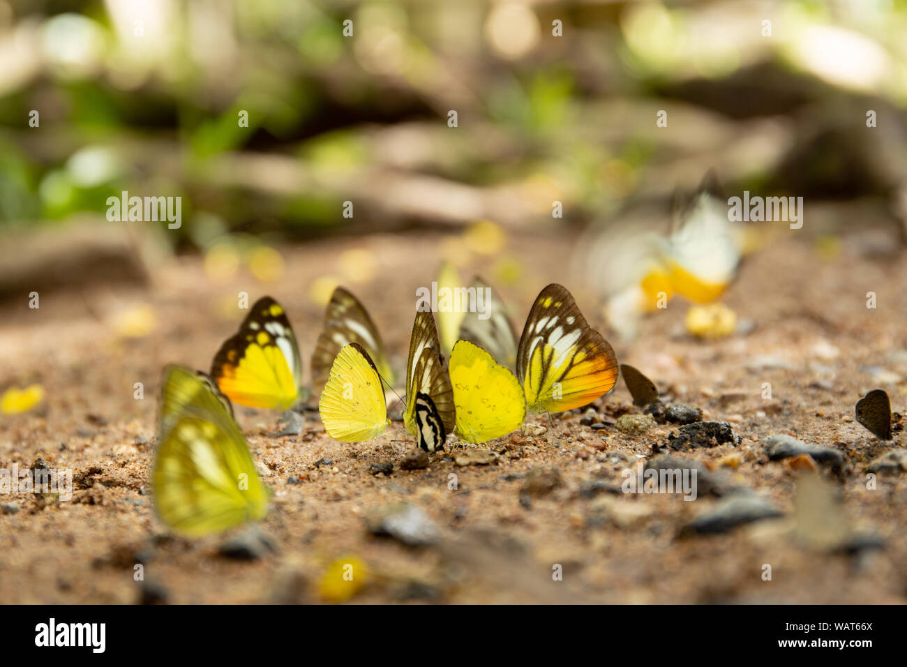 Group of butterflies puddling on the ground in national park Stock ...