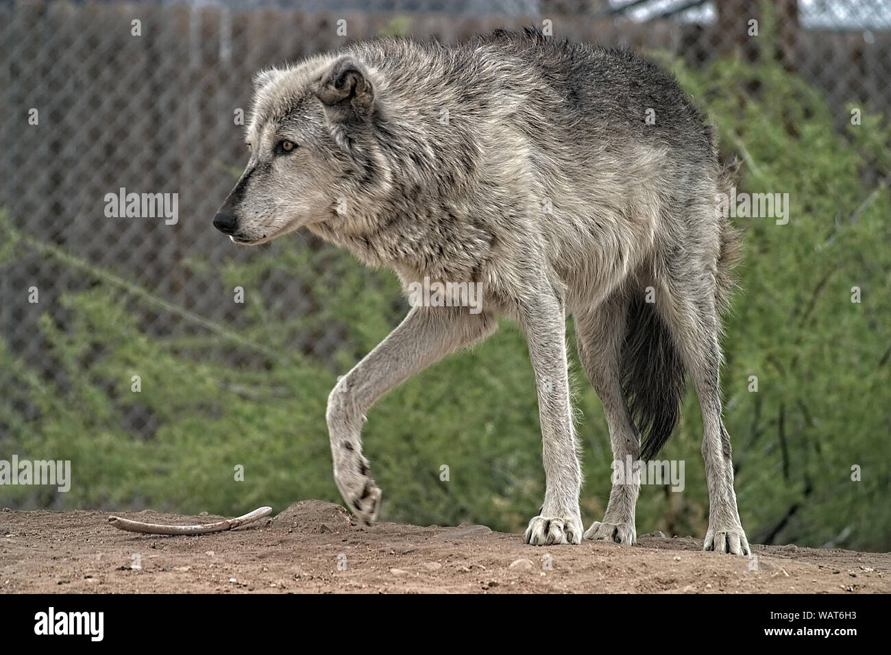 Gray Wolf. Full figure and atanding with one foot up and staring to the ...