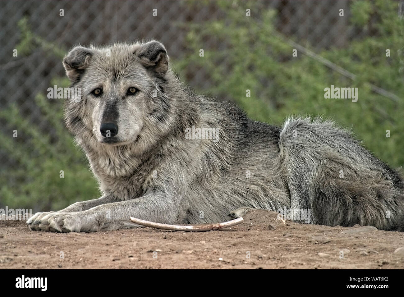 Wolf laying down hi-res stock photography and images - Alamy