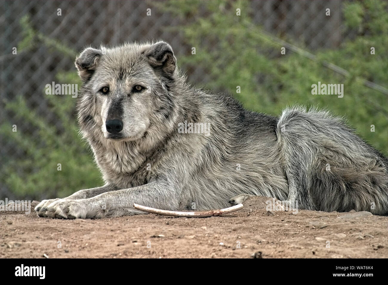 Wolf laying down hi-res stock photography and images - Alamy