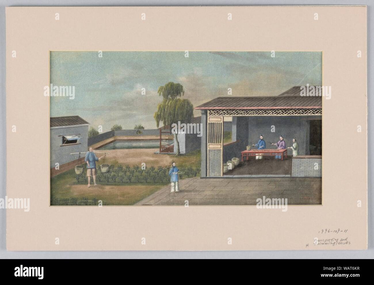 Drawing, Transporting and Trimming Tea Leaves, 1890–1910 Stock Photo ...