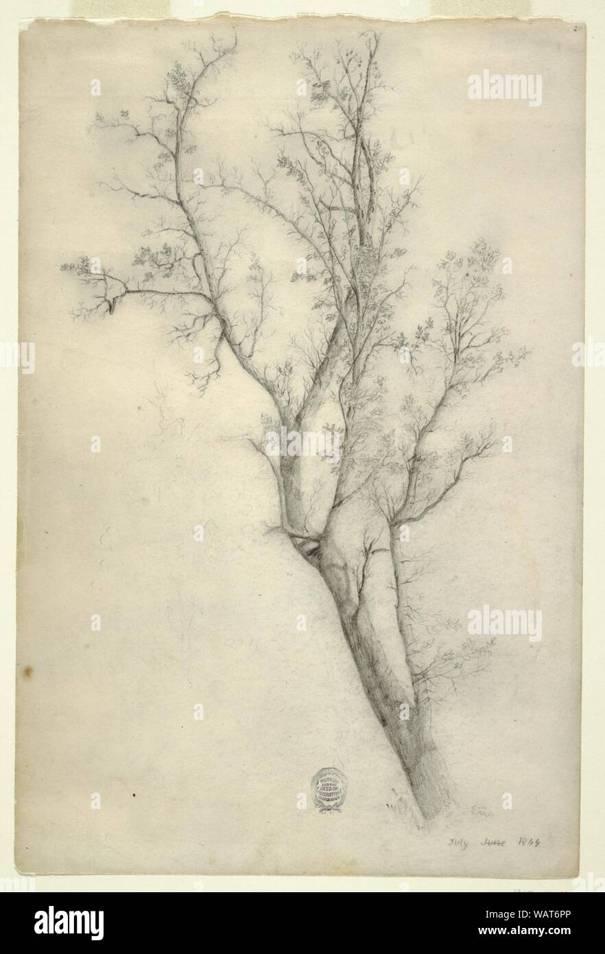 Drawing, Tree with Many Boughs, July 1844 Stock Photo - Alamy
