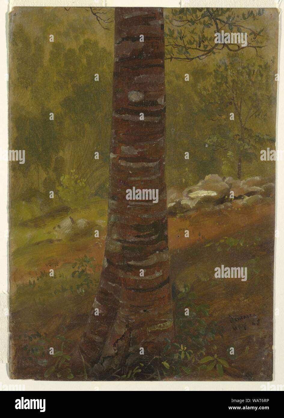 Drawing, Tree trunk, May 1865 Stock Photo - Alamy