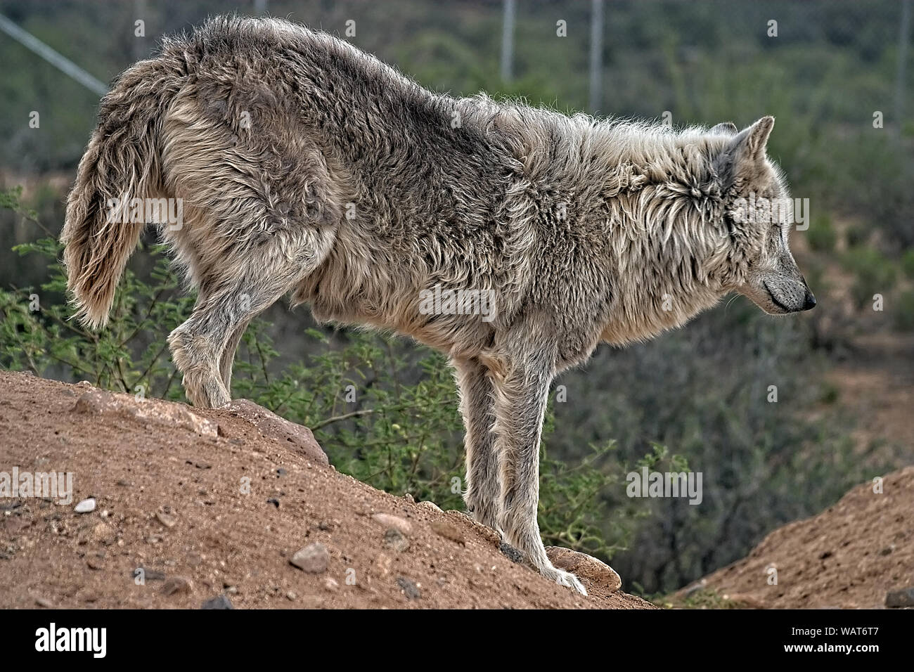 Gray Wolf. Full figure standing and facing to the right Stock Photo - Alamy