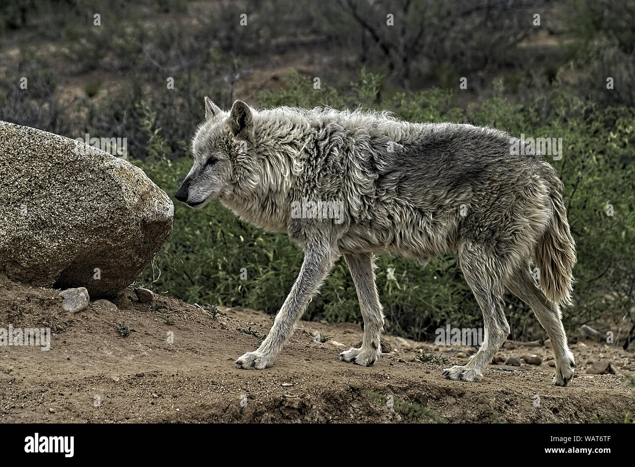 Gray Wolf. Full figure standing and walking to the left Stock Photo - Alamy