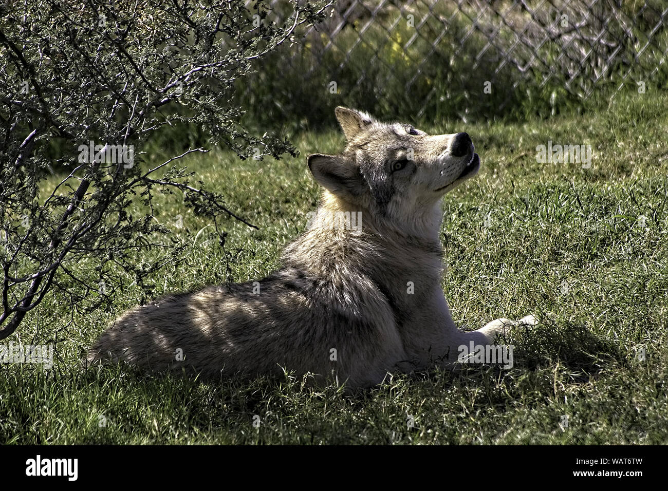 Gray wolf lying hi-res stock photography and images - Alamy