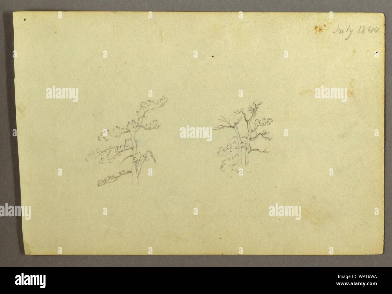 Drawing, Trees, July 1844 Stock Photo - Alamy