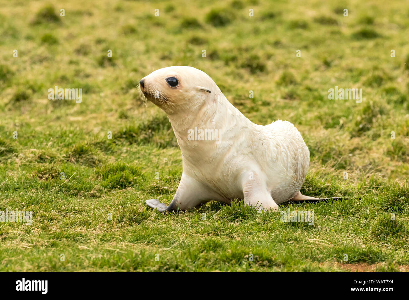 Leucistic fur seal hi-res stock photography and images - Alamy