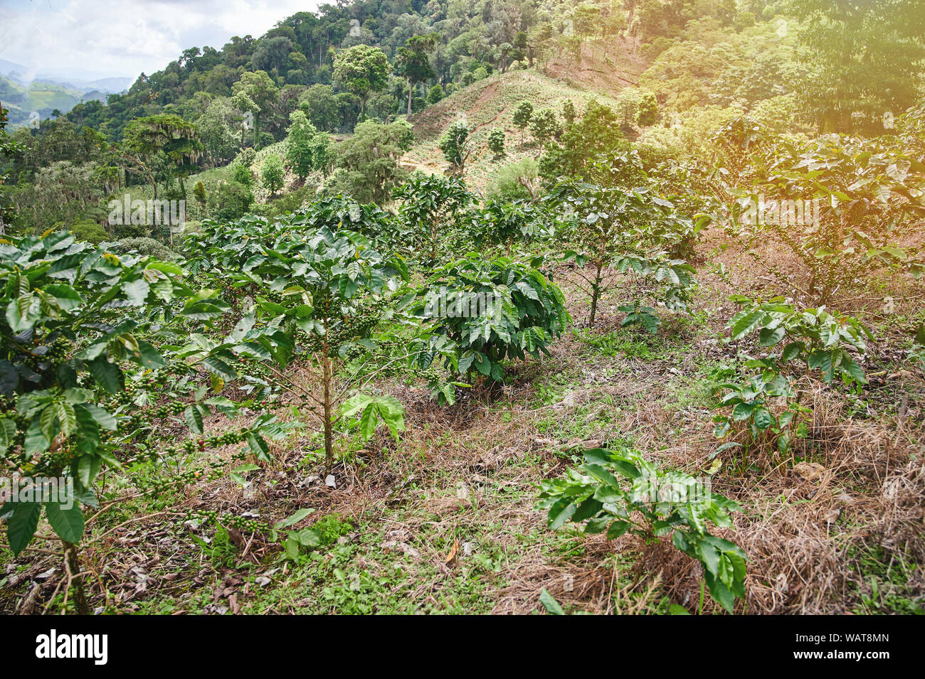 Coffee eco farm on mountain hill in bright sunny background Stock Photo ...