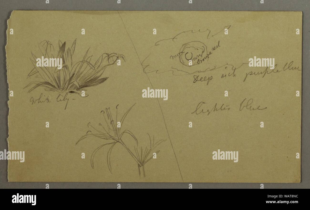 Drawing, White lily, moon, possibly 1865–66 Stock Photo - Alamy