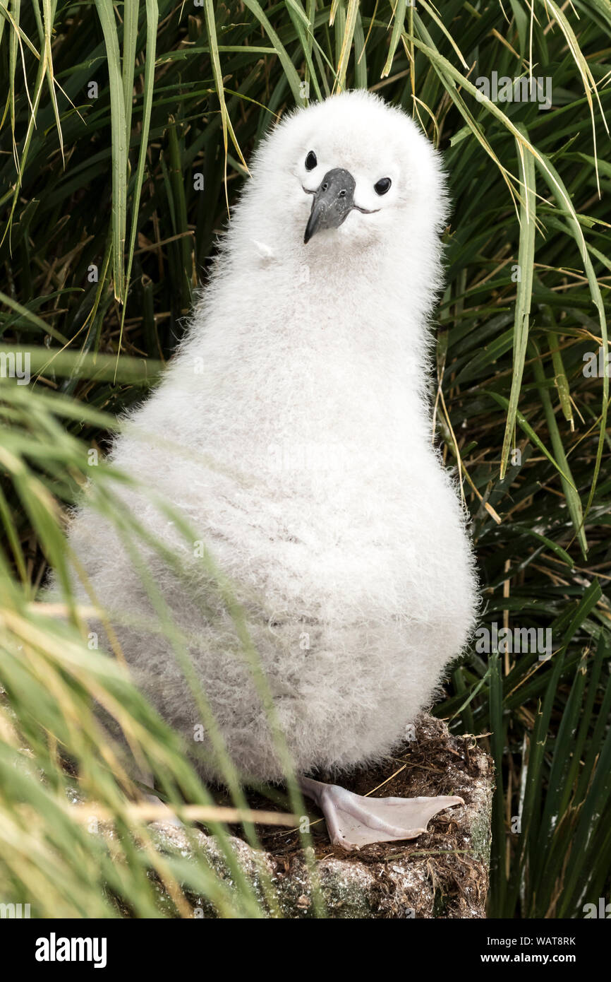 Grey-headed Albatross chick on nest ledge, Elsehul, South Georgia ...