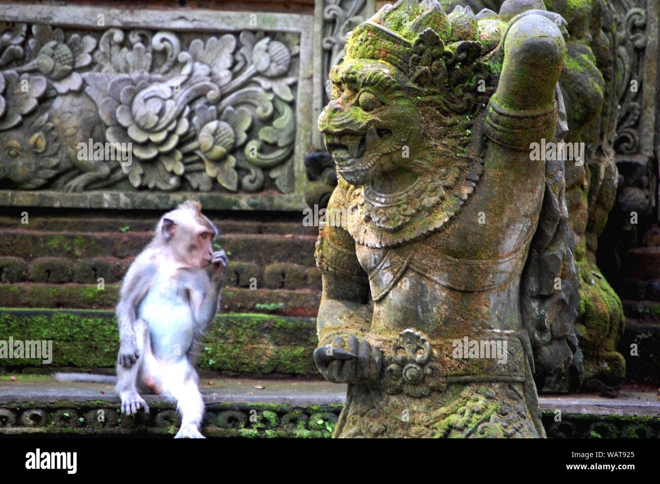 Monkey scratching its head hi-res stock photography and images - Alamy