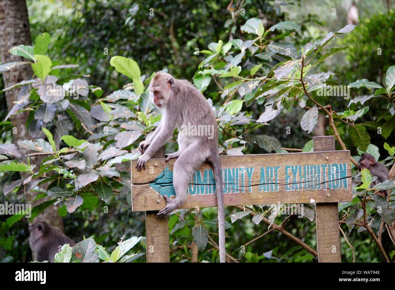 Bali monkey forest sign hi-res stock photography and images - Alamy