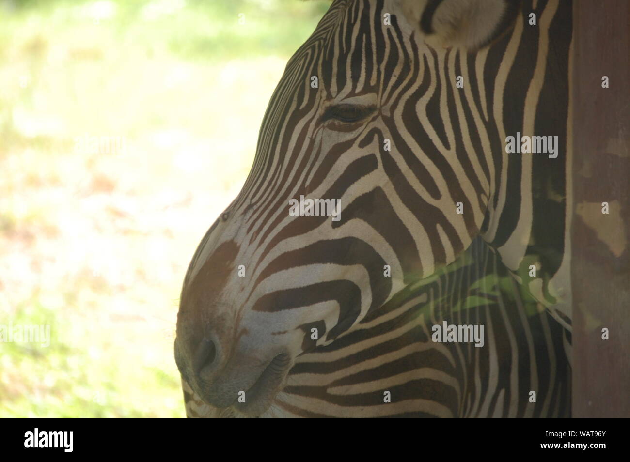 Zebra symmetry hi-res stock photography and images - Alamy