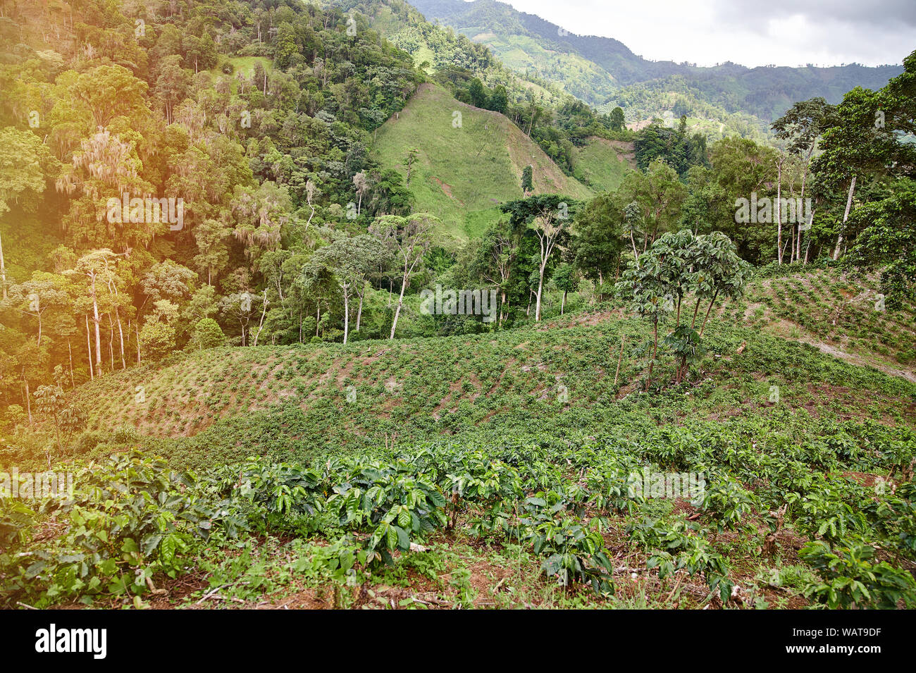 Forest farm plantation mountains hi-res stock photography and images ...