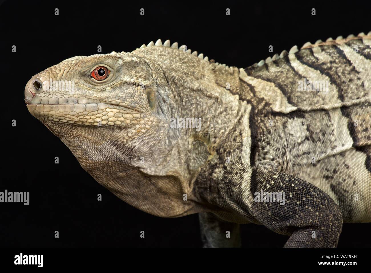 Hispaniolan ground iguana (Cyclura ricordi Stock Photo - Alamy