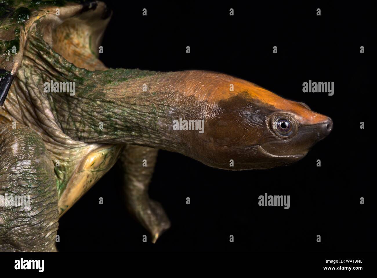 Painted batagur (Batagur borneoensis Stock Photo - Alamy