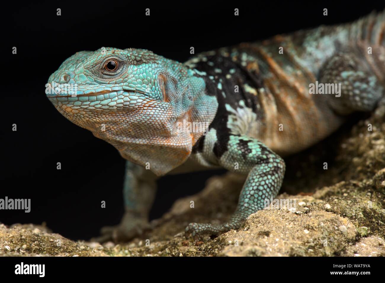 Yucatan spiny lizard hi-res stock photography and images - Alamy