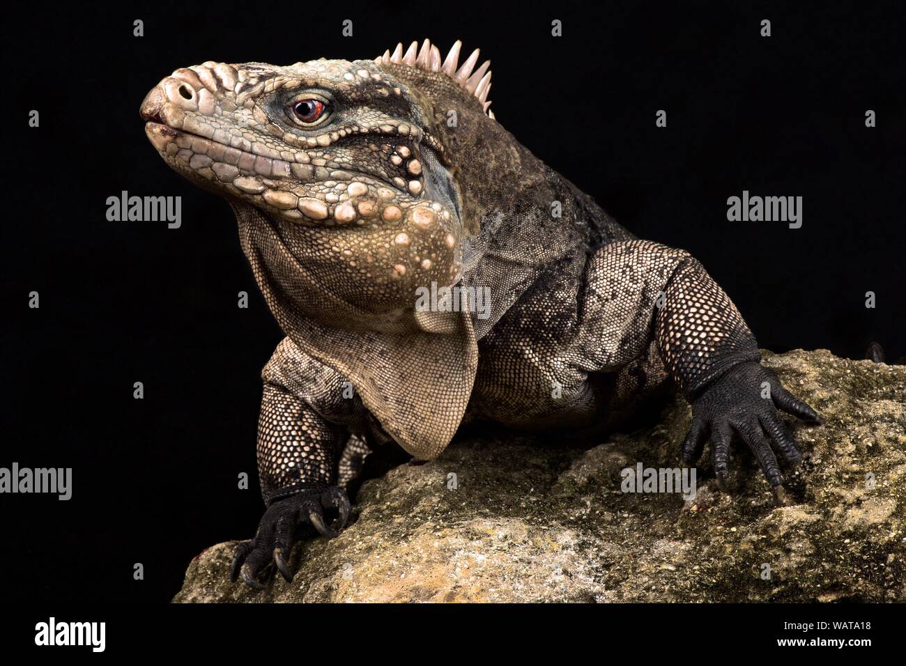 Cyclura nubila hi-res stock photography and images - Alamy