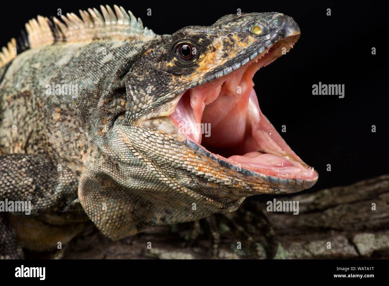 Black Spiny Tailed Iguana Ctenosaura Similis High Resolution Stock ...