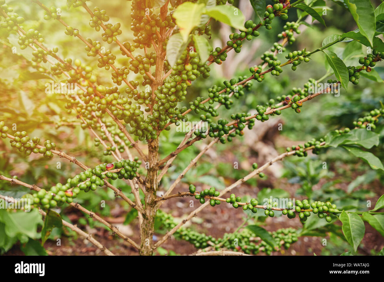 Coffee bean is the seed of the coffee plant hi-res stock photography ...