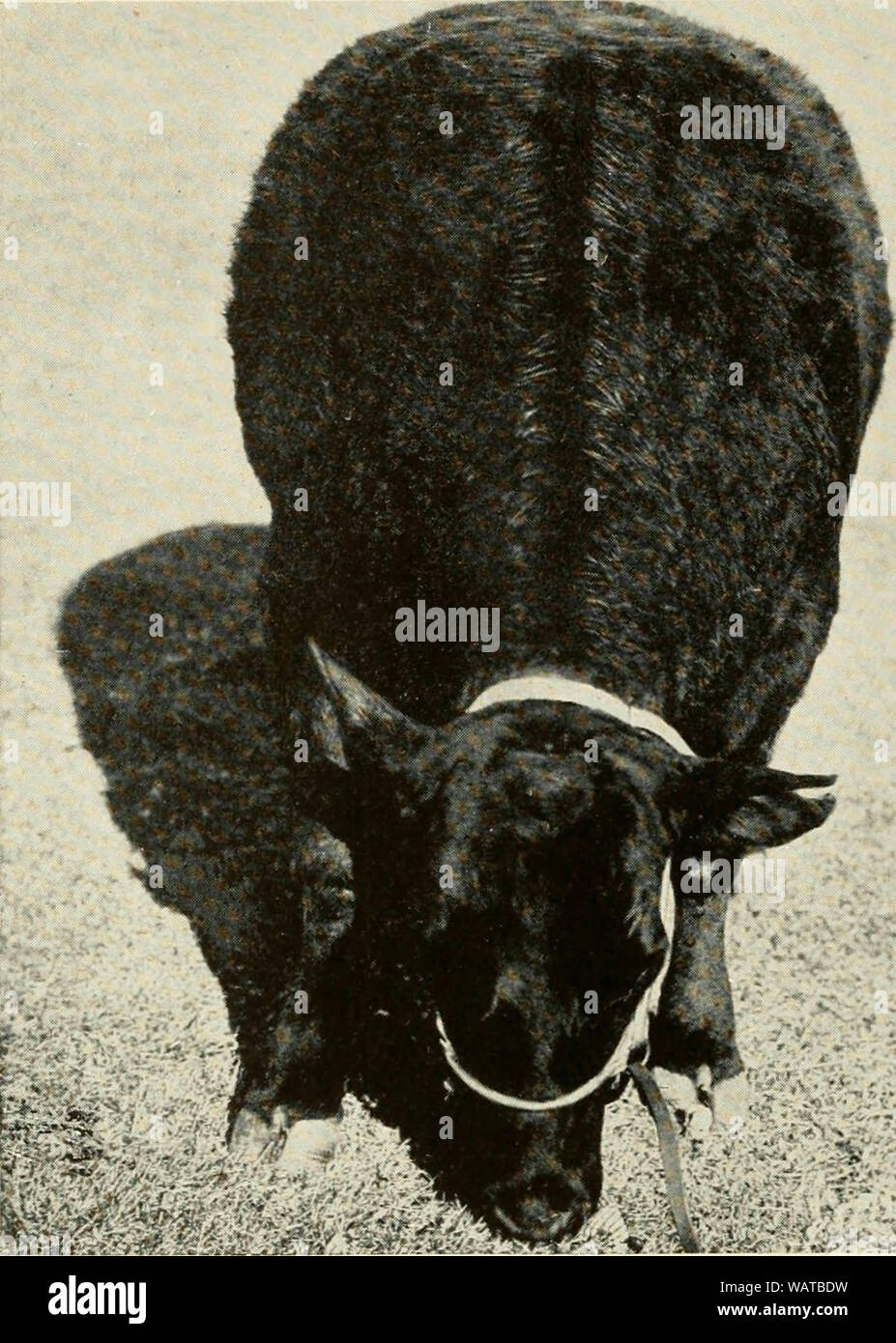 "Supremacy of Aberdeen-Angus cattle; results of leading fat stock shows ...