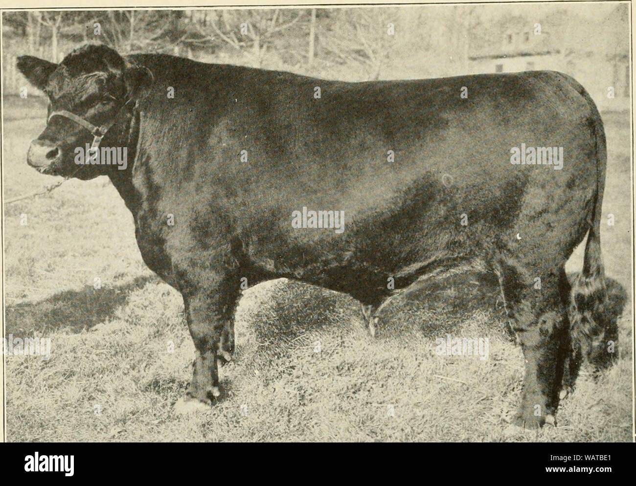 "Supremacy of Aberdeen-Angus cattle; results of leading fat stock shows ...
