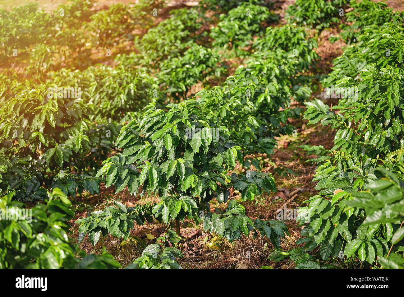 Robusta coffee plantation hi-res stock photography and images - Alamy