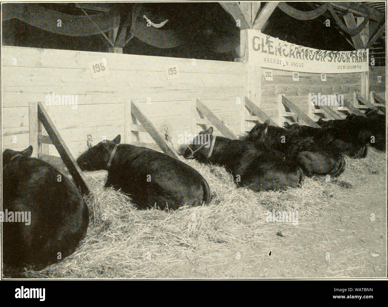 "Supremacy of Aberdeen-Angus cattle; results of leading fat stock shows ...