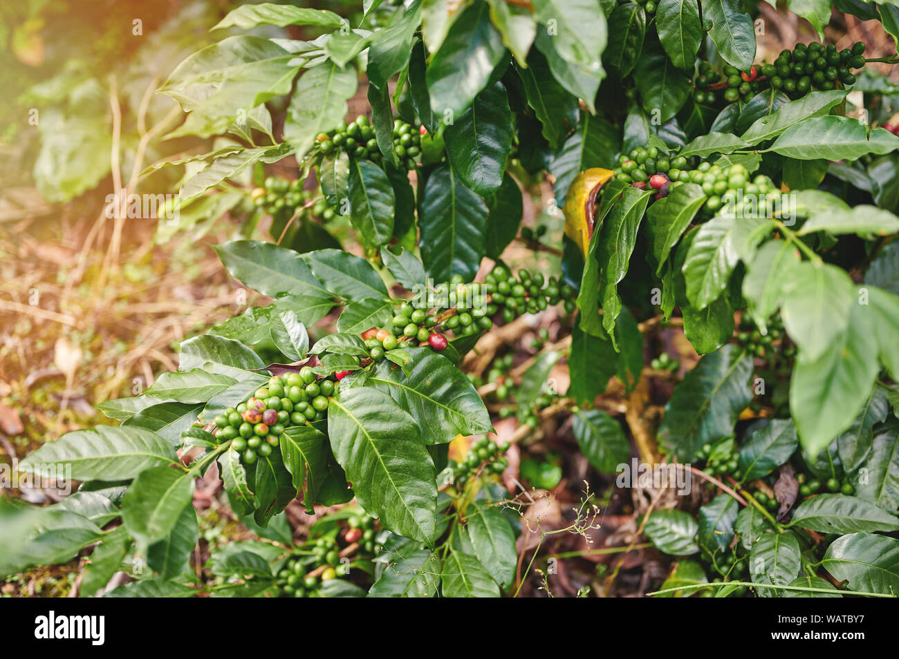 Coffee farm theme. One plant of coffee in plantation Stock Photo - Alamy