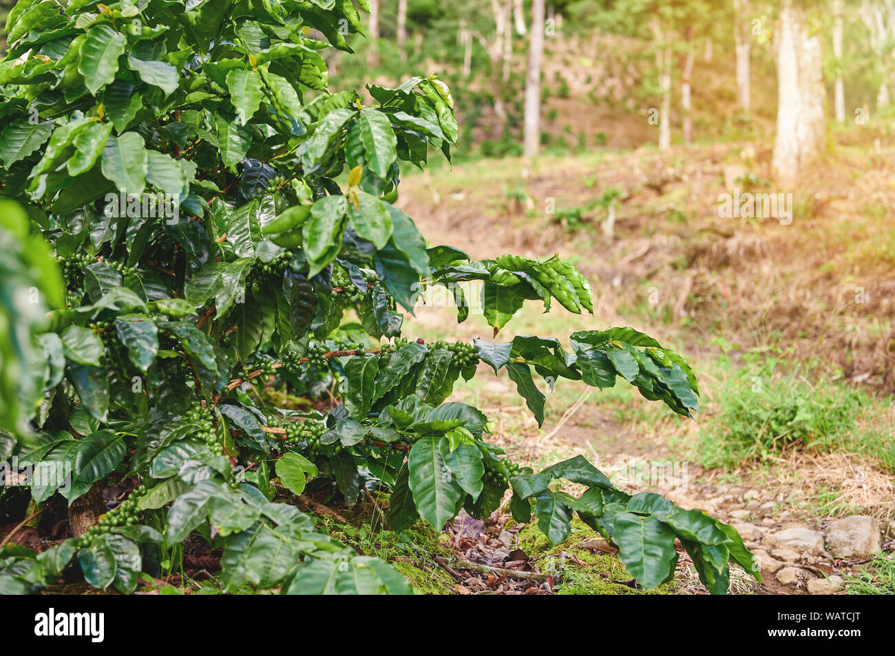 Green coffee tree plant with beans on plantation background Stock Photo ...